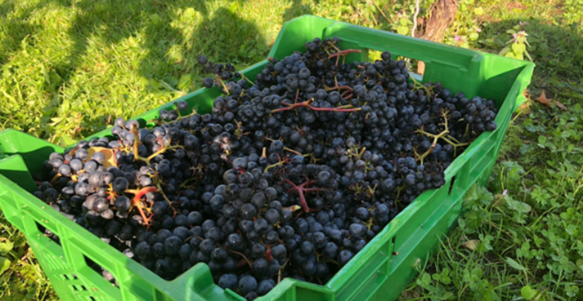 Poulton Hill Estate is looking for grape harvesters this September 2025