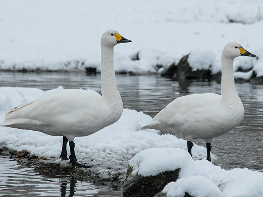 Bewick’s swans return to Slimbridge Wetland Centre in rare reverse ...