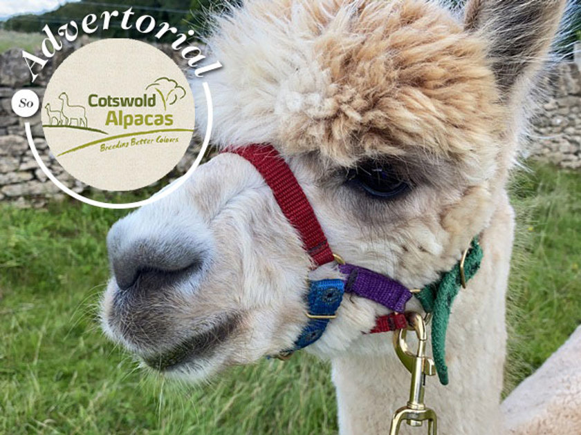 Cotswold Alpacas launches new walks and experiences in Cowley between ...