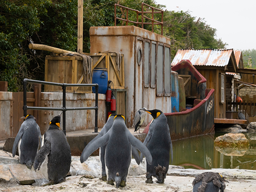 Cotswolds wildlife park opens new enclosure to welcome penguins from ...