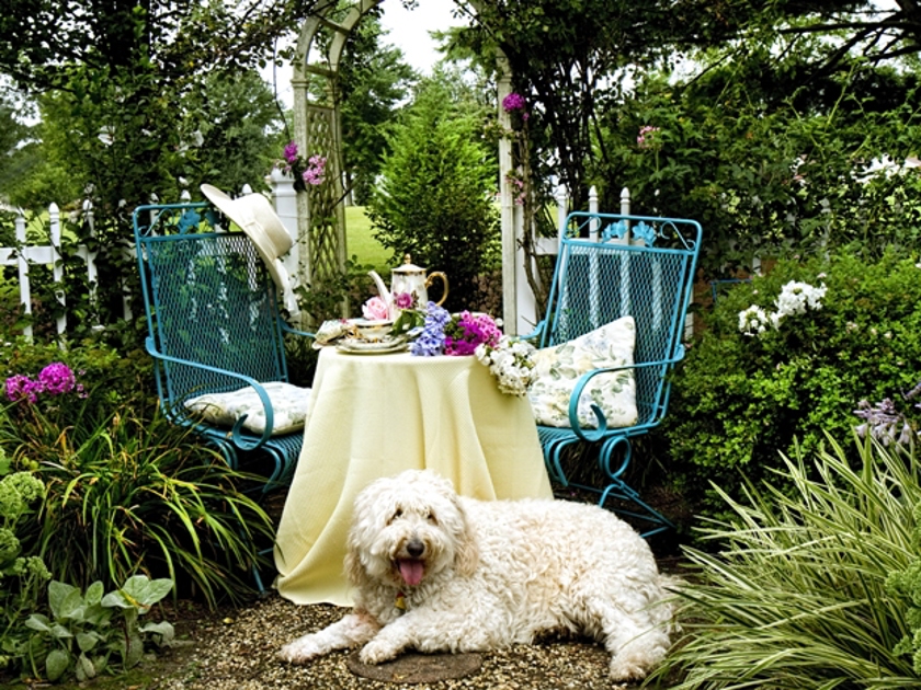Dog afternoon tea available in the Cotswolds