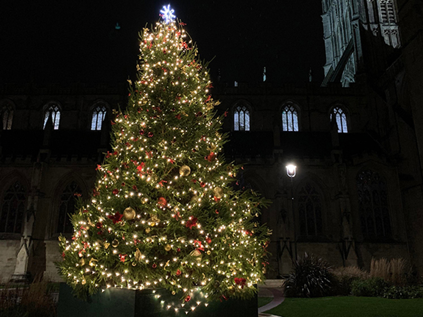 Gloucester Cathedral puts up its biggest ever Christmas tree