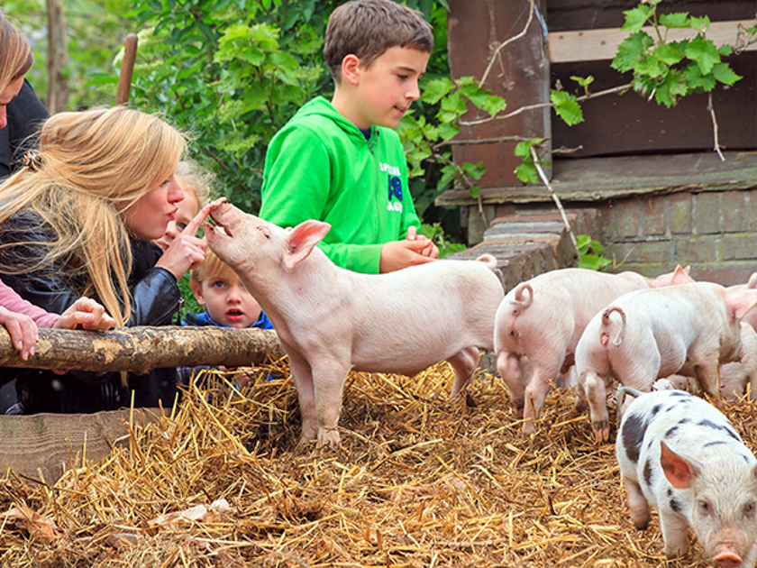 Over Farm plans to open Countryside Adventure a new family attraction ...