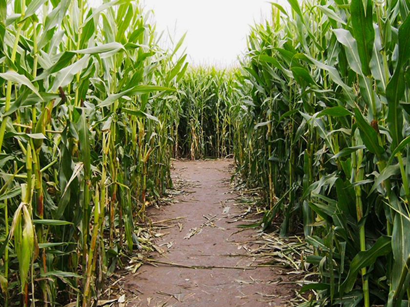 The Secret Garden Maze at Staunton Court