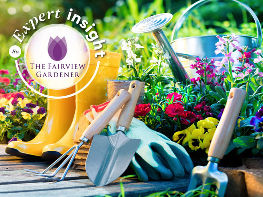 The Fairview Gardener expert insight Making the most of summer in your ...