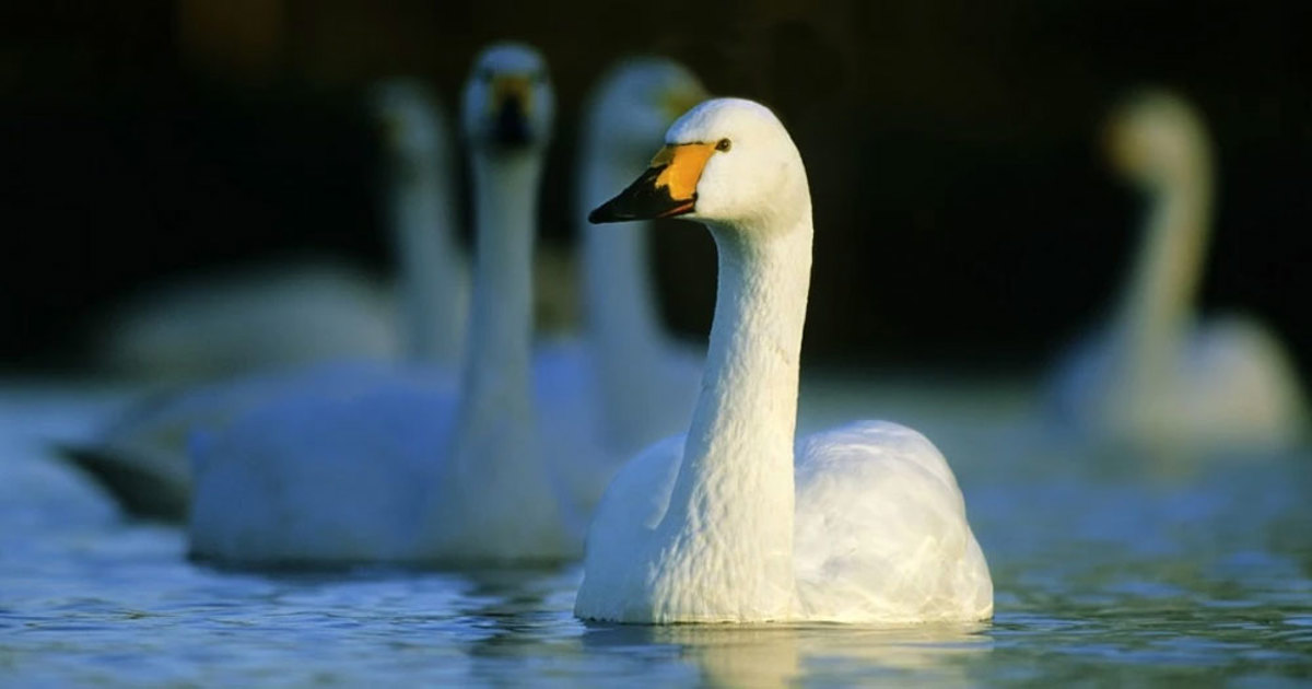 Evening with the Swans at Slimbridge Wetland Centre