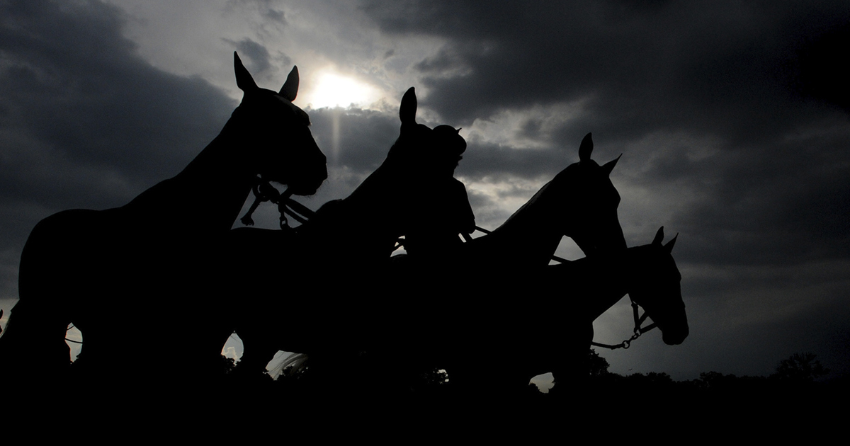 Talksport presenter Alan Brazil reveals who he's backing at Cheltenham ...