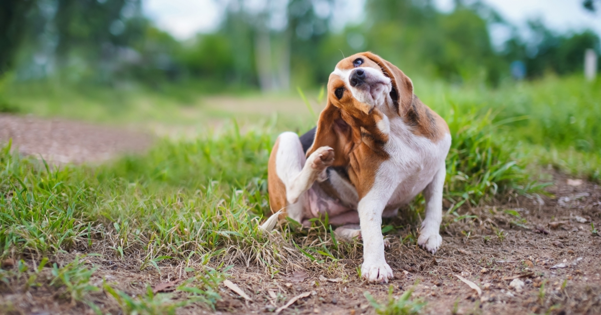 Can dogs get hay fever? Symptoms and treatment for dogs and cats