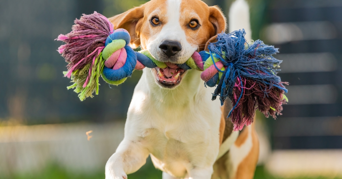 Cotswold RAW shares tips on how to stop your dog from getting bored