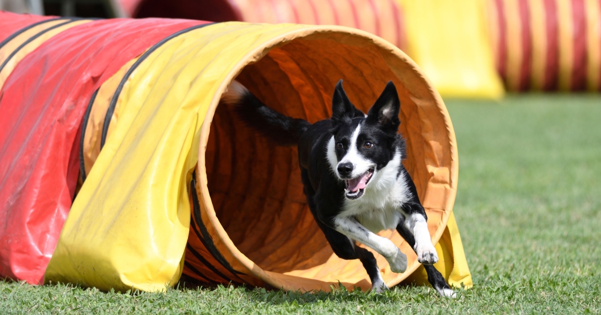 Things to do with your dog in Gloucestershire and the Cotswolds 2025