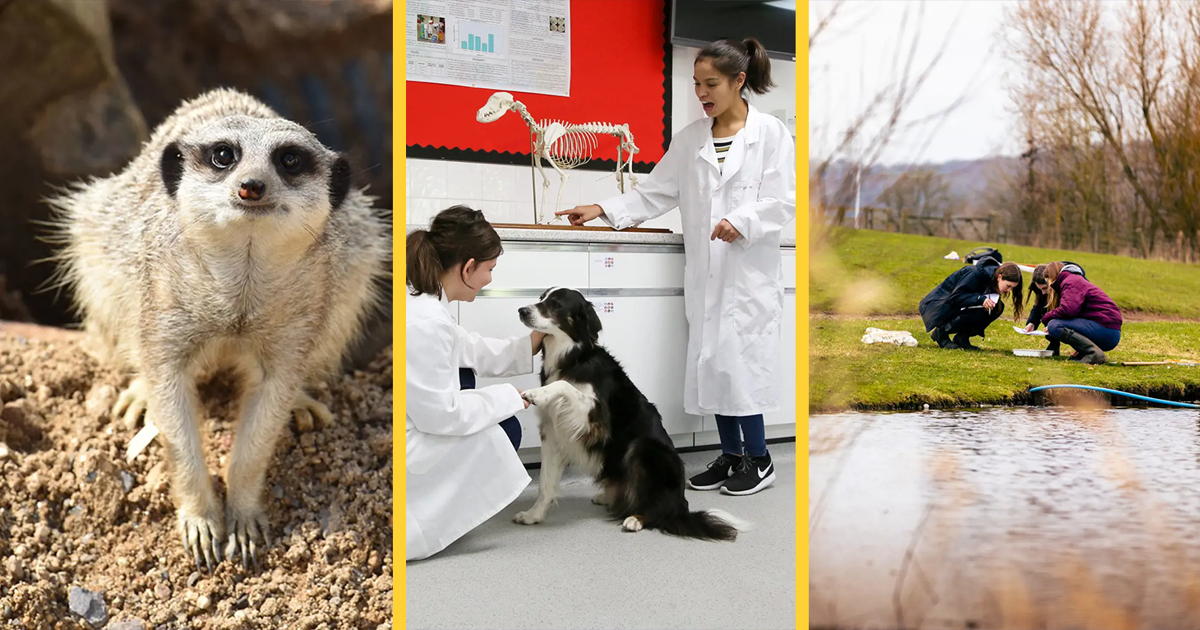 Animal courses at Hartpury University in Gloucester, science degrees ...