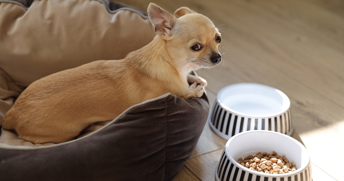 Is your dog a picky eater? Cotswold RAW reveals how to feed fussy dogs