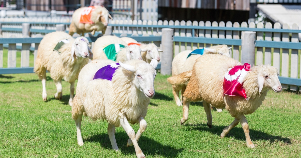 Sheep Racing and family fun at Frampton on Severn 2019
