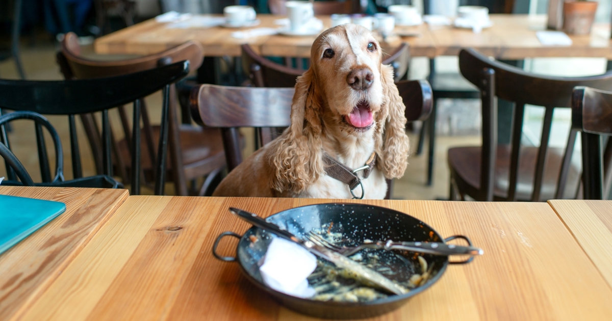 Stow-on-the-Wold is one of the UK's best dog-friendly dining destinations