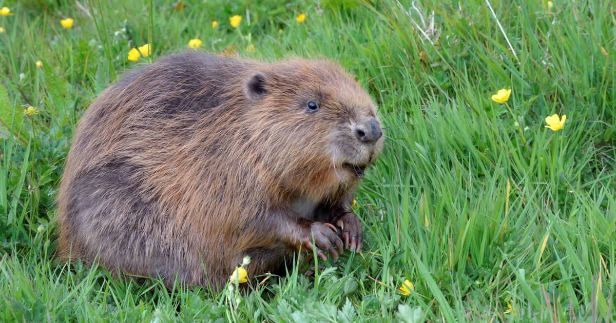 Wild beavers could be reintroduced to Gloucestershire for the first ...