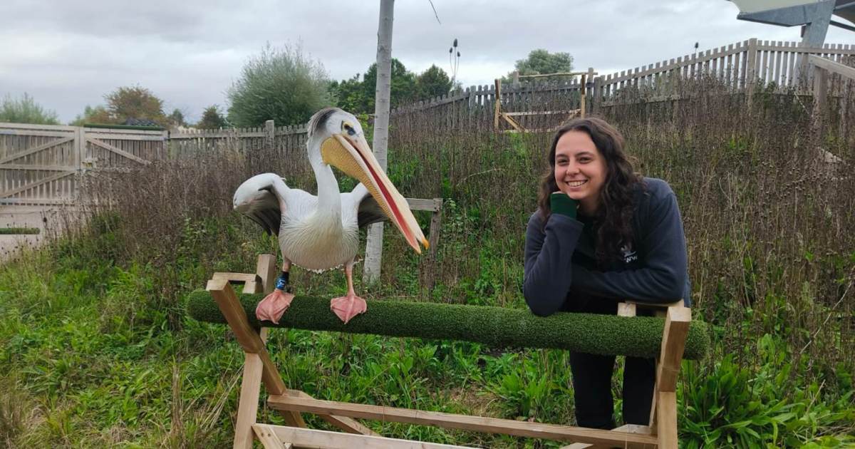 Inside WWT Slimbridge Wetland Centre demonstrations, training birds and ...