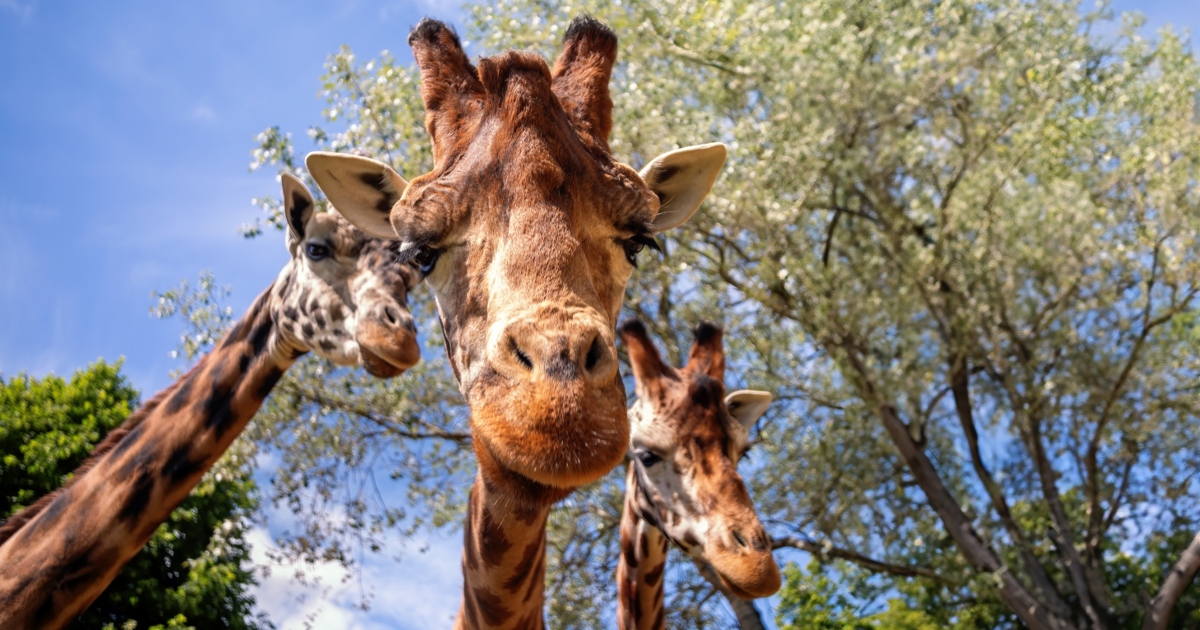 Cotswold Wildlife Park crowned 'Best Zoo in the UK' for the second year ...